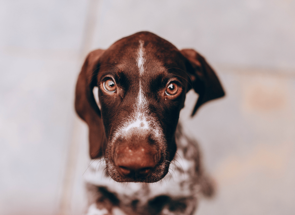 7 of the Best Dog Tear Stain Removers: Keep Your Furry Friend Looking ...