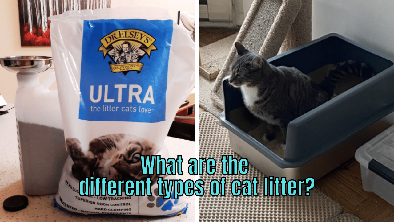 Explained Different Kinds Of Cat Litter For Your Furry Friend