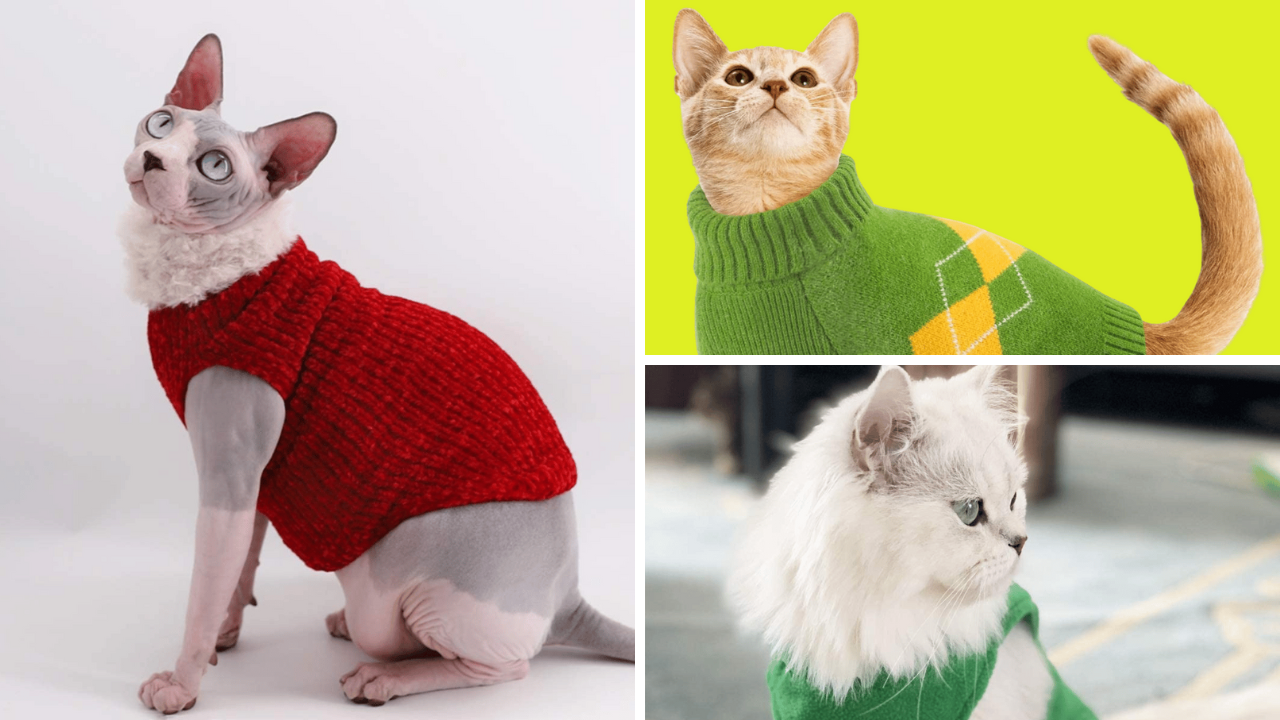 "Fur-Real: The 5 Best Cat Coats To Keep Your Kitty Cozy!"
