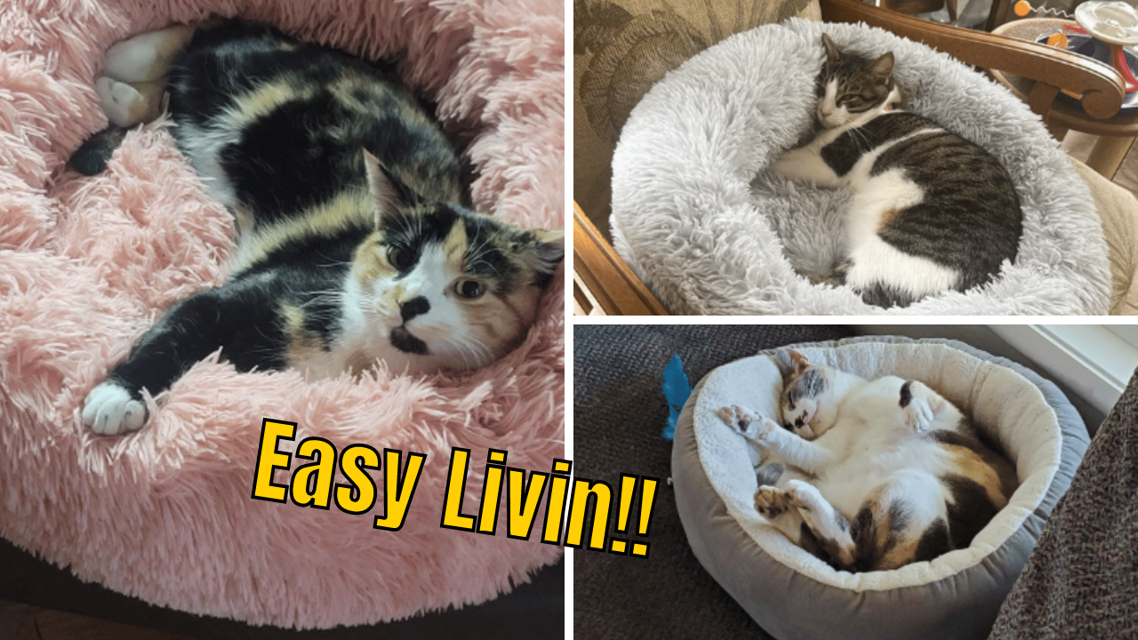 5 Large Cat Beds To Pamper Your Furball In Luxury