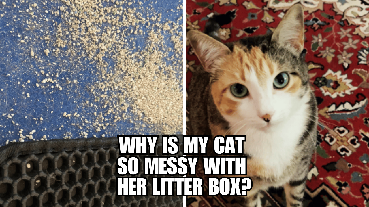 Why Is My Cat So Messy With Her Litter Box?