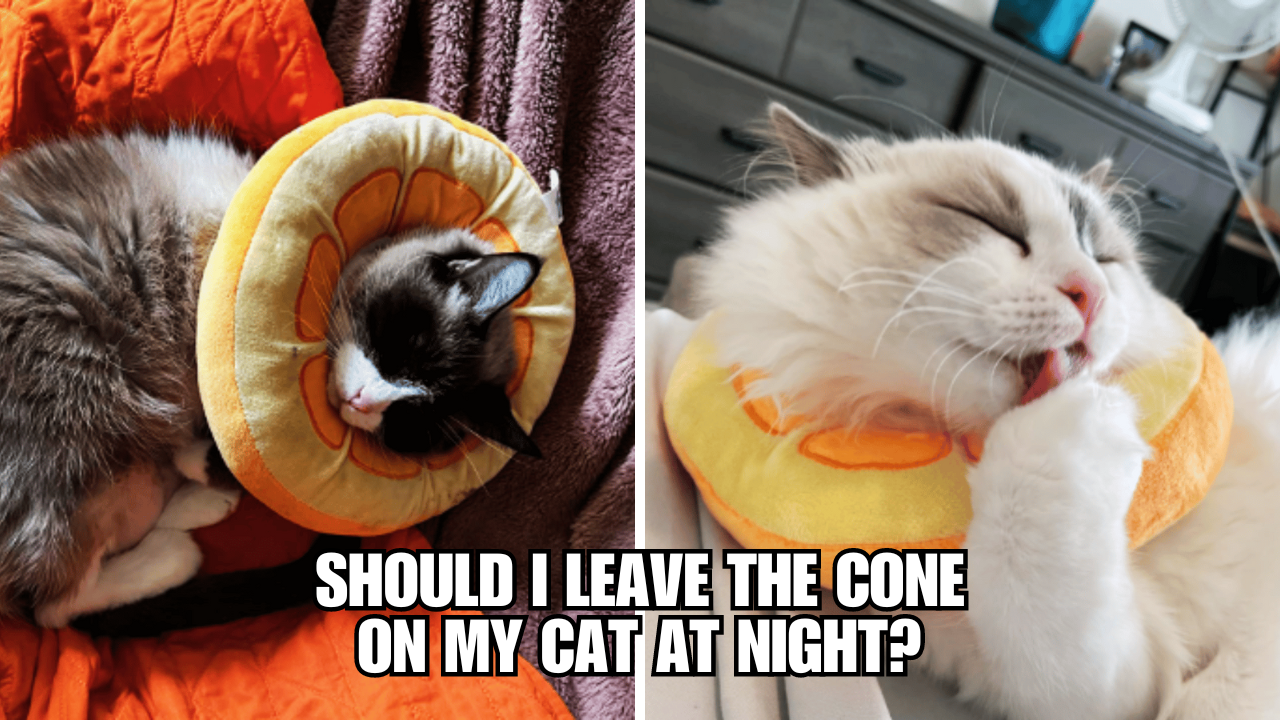 Nighttime Woes: Decoding the Cat Cone Conundrum