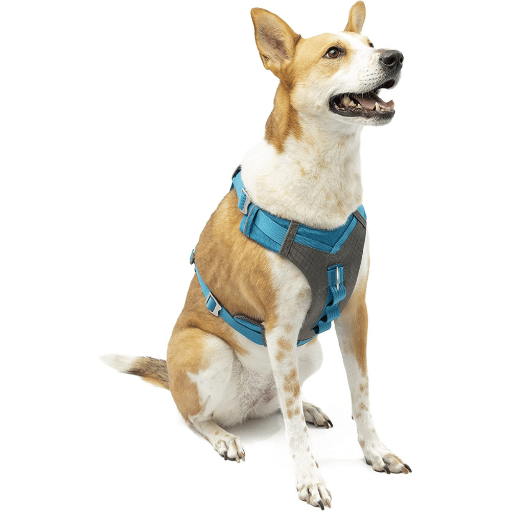 Rev Up Your Run: The Top Five Running Harnesses for Man's Best Friends!