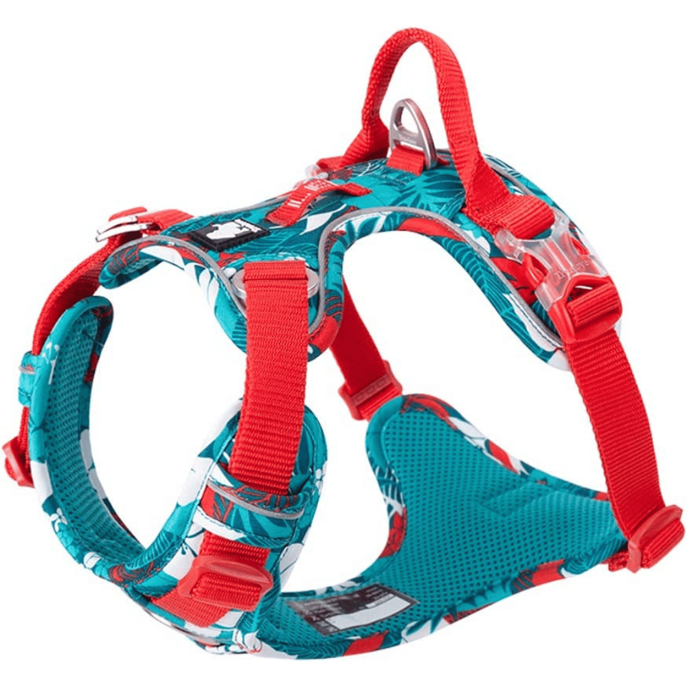 Rev Up Your Run: The Top Five Running Harnesses for Man's Best Friends!
