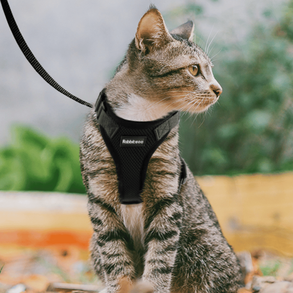 Explore The Wild A Look At The 6 Best Travel Cat Harnesses