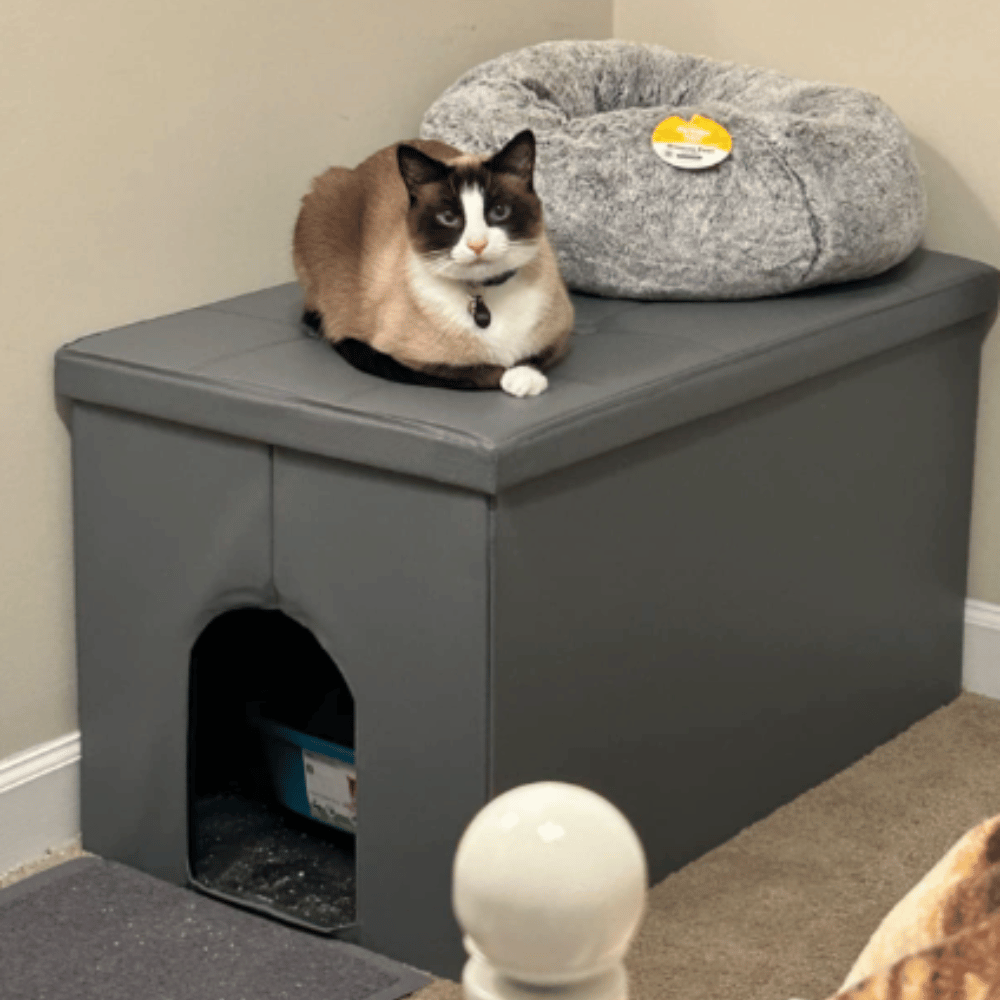 5 Stainless Steel Cat Litter Boxes: Which One Is Purr-fect?