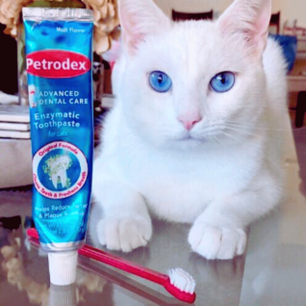 Kitty Smile Brightly: Rating The Top 5 Best Cat Toothpastes
