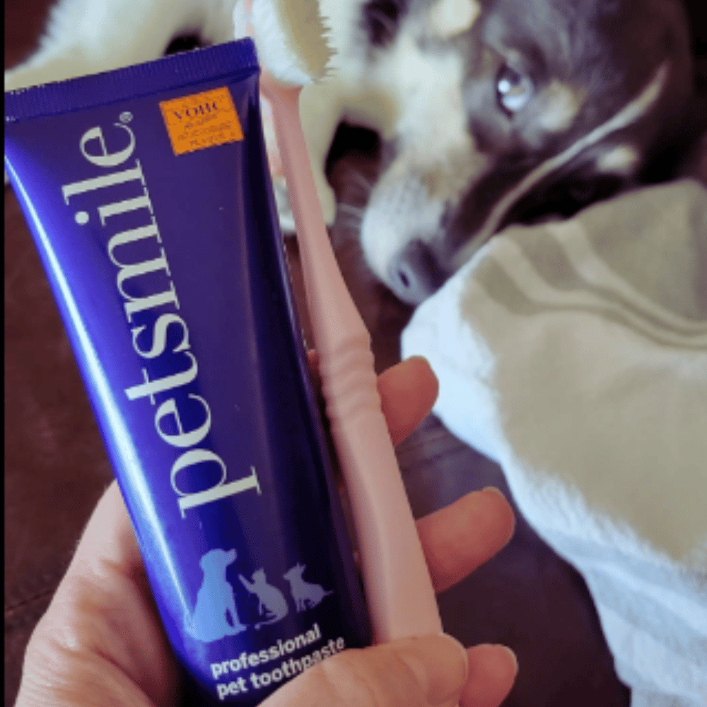 Kitty Smile Brightly: Rating The Top 5 Best Cat Toothpastes