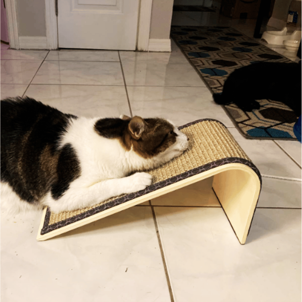 Ramp It Up: 6 Cat Ramps Put to The Test!