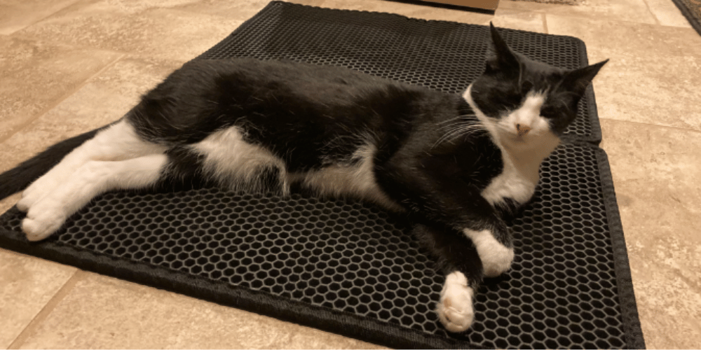 The Efficiency and Benefits of Various Types of Cat Litter Mats