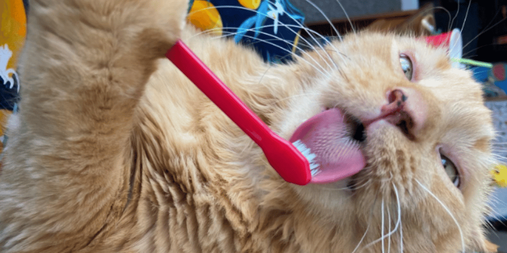 Enzymatic Cat Toothpaste: A Game-Changer for Dental Health