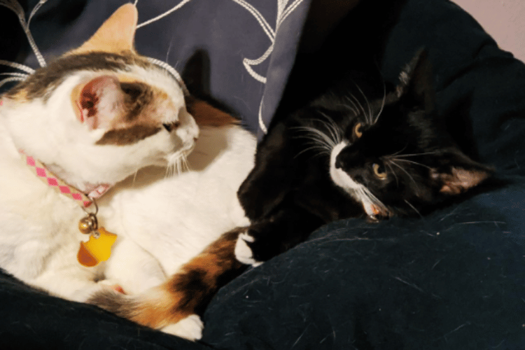 Unlocking the Secrets of Calming Your Anxious Cat