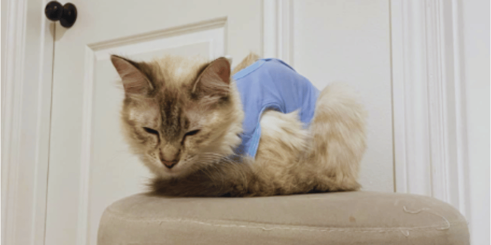 Cat Incision Healing Guide: A Quick Recovery Timeline