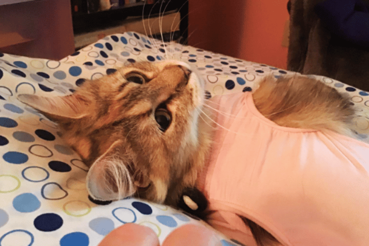 Cat Incision Healing Guide: A Quick Recovery Timeline