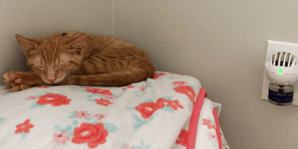 Unleash Kitty Zen Mode: The Best Spots for Calming Diffusers