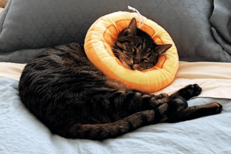 Nighttime Woes: Decoding the Cat Cone Conundrum