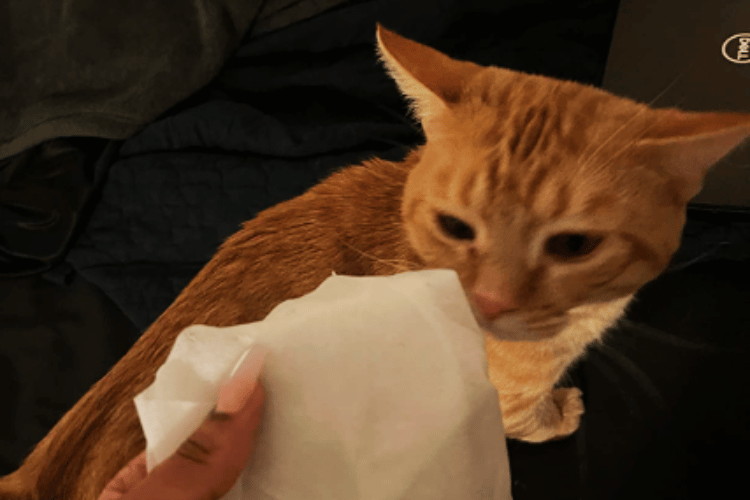 Cat Wipes 101: Is Daily Use Safe for Your Furry Friend?