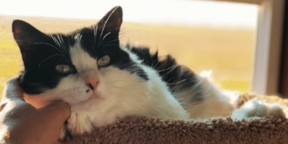 Cracking the Code: Nail Clipping Hacks for Stubborn Cats