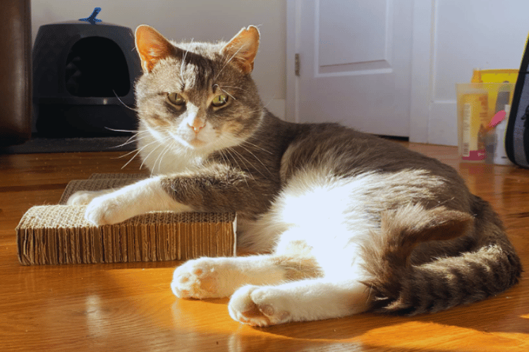 Cat-Proof Your Furniture: The Best Materials for Scratching