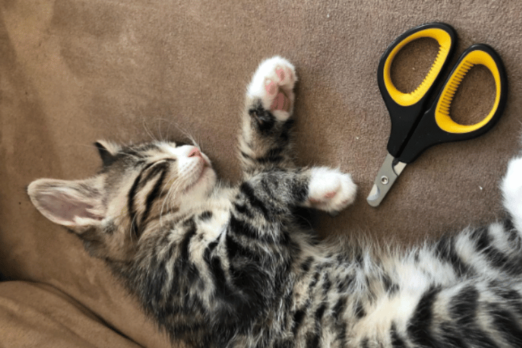 Clip, Trim, Meow: The Ultimate Cat Nail Clippers Guide