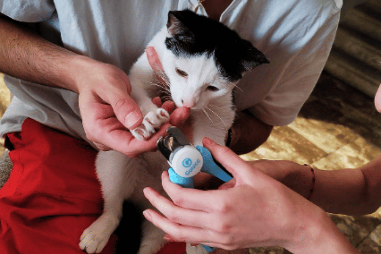 Clip, Trim, Meow: The Ultimate Cat Nail Clippers Guide