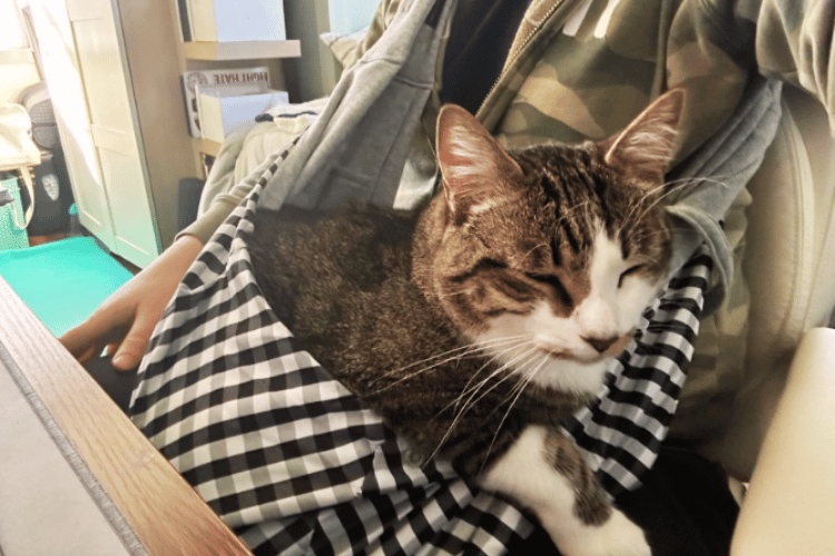 Cat Slings 101: The Ultimate Guide to Making Your Cat's Day