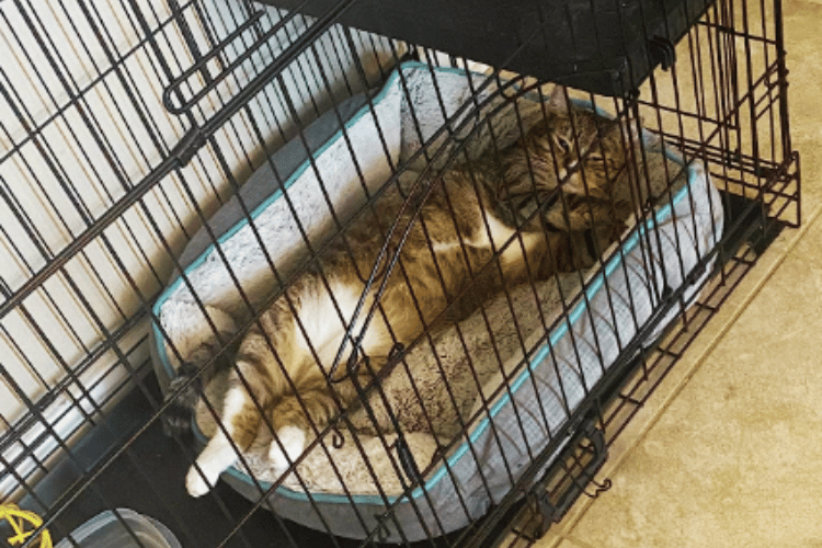 Caged and Curious: Exploring the Limits of Kitty Confinement