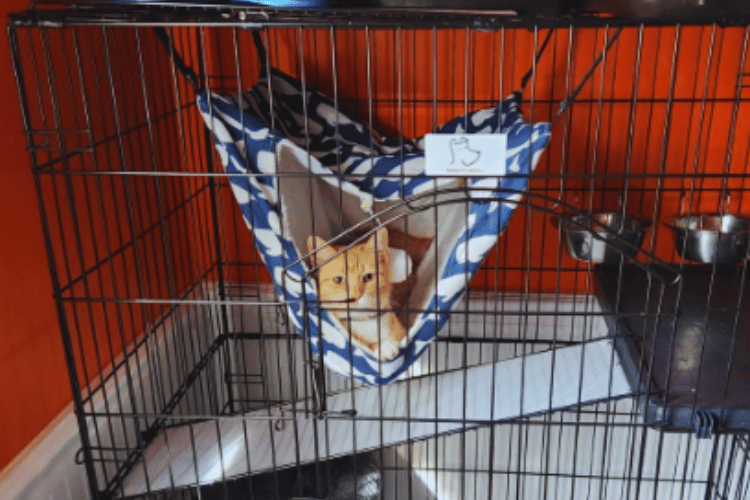 Caged and Curious: Exploring the Limits of Kitty Confinement