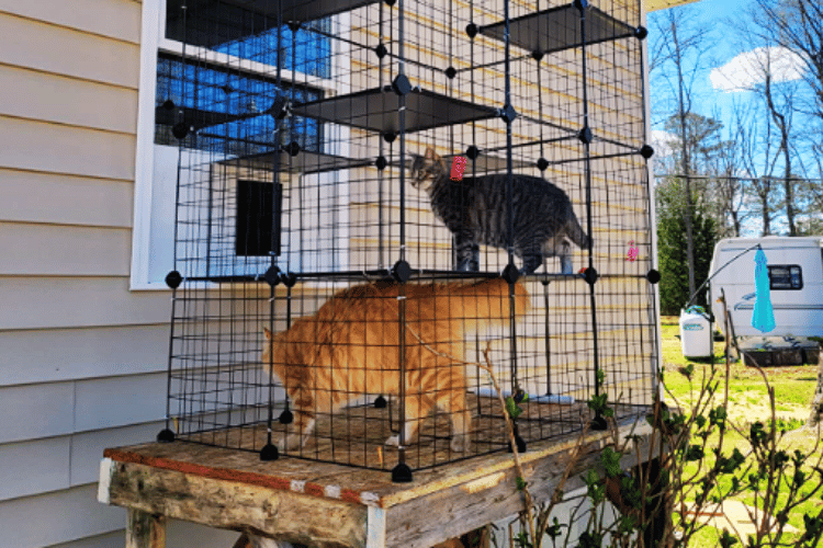 Cat's Meow: Unleashing the Secrets of Cat-Friendly Catios!