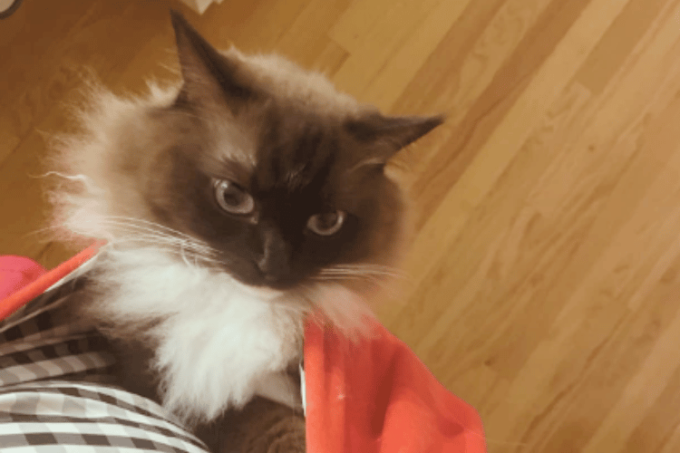 Safe and Snuggly: Exploring the World of Cat Slings!