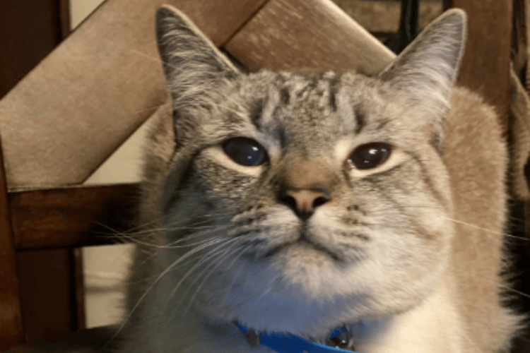 Cat Slicker Brush: How Much is Too Much?