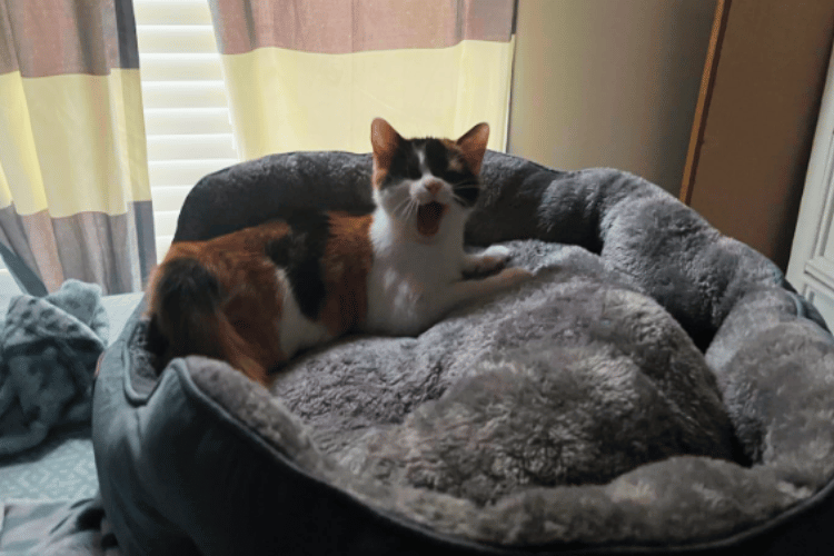 Cracking the Cat Bed Code: Are They Actually Kitty Approved?