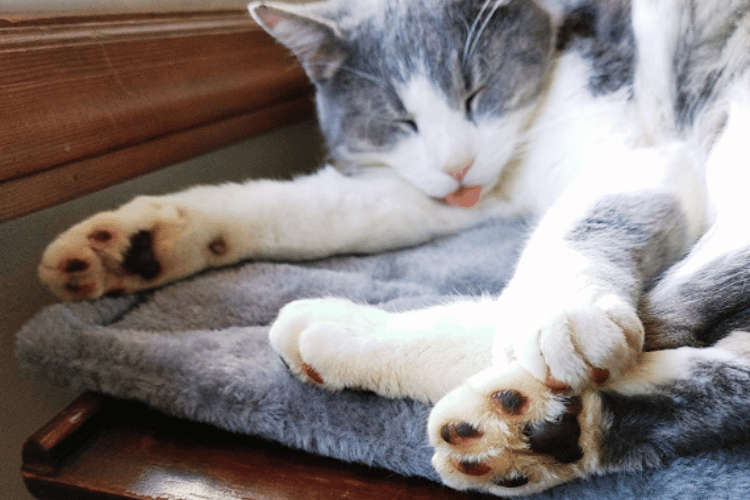 Cat Bed Wars: Round or Square, Which Do Cats Love More?