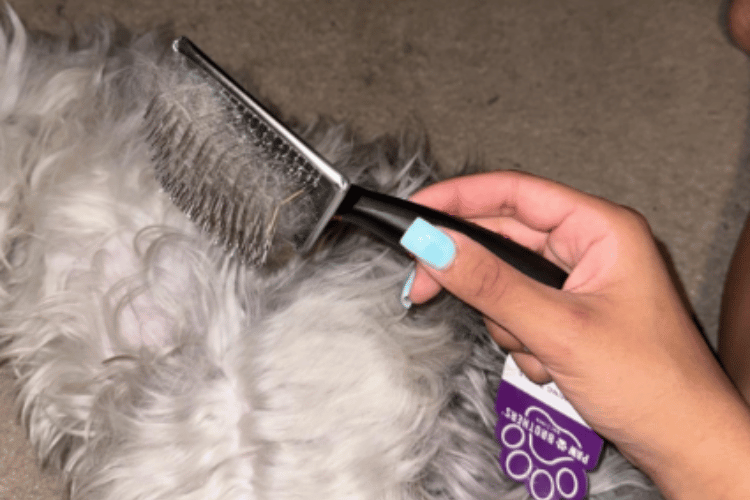 Brush Battle: Slicker vs. Pin - Which is Best for Your Pet?