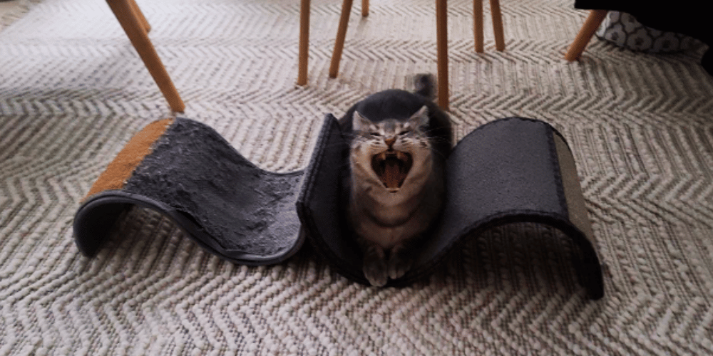 Feline Mobility: Are Ramps Or Stairs Better For Arthritic Cats?