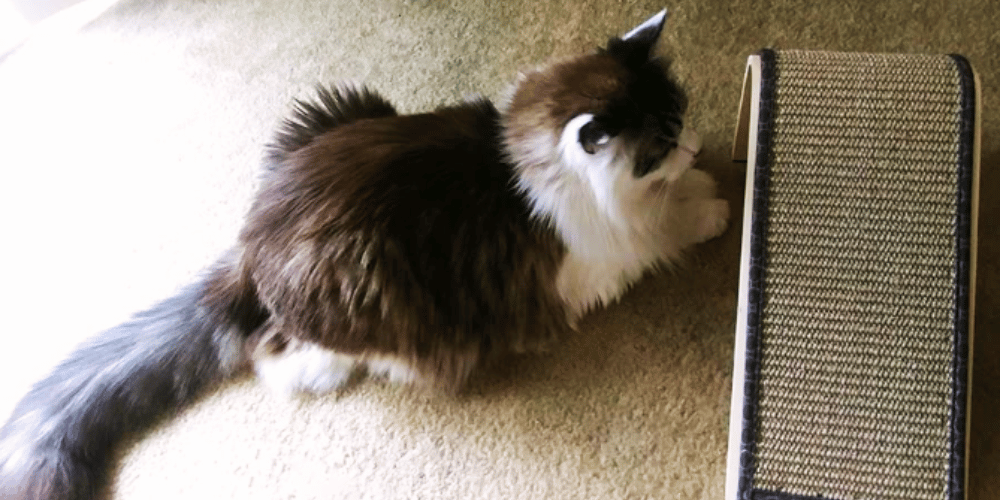 6 Modern Cat Beds That'll Make Your Feline Feel Like Royalty