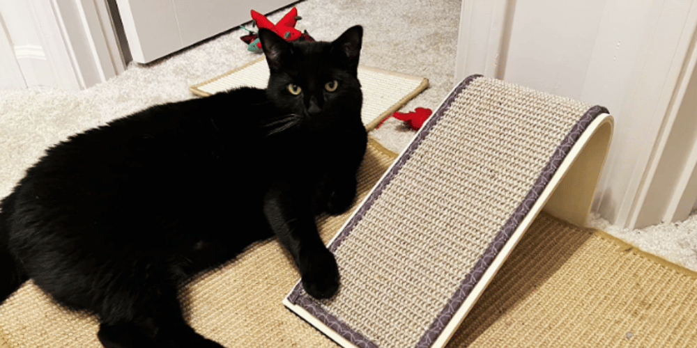 To Ramp or Not to Ramp: Do Cats Need Ramps?