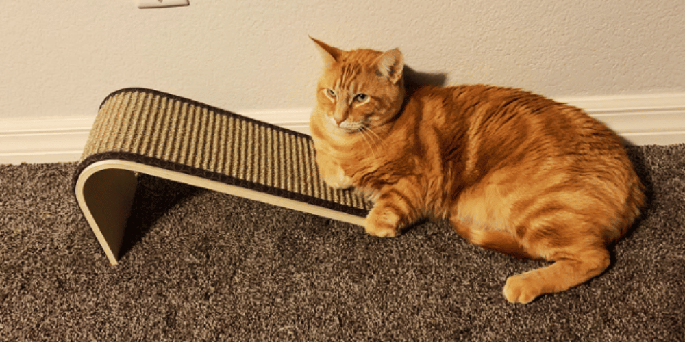 To Ramp or Not to Ramp: Do Cats Need Ramps?