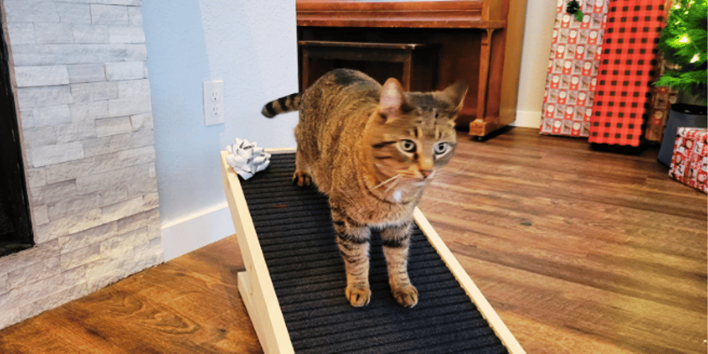 Cat Ramp Mastery: How Do You Train A Cat To Use A Ramp?