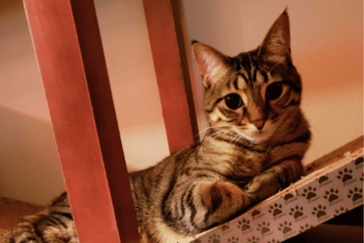 Cat Ramp Mastery: How Do You Train A Cat To Use A Ramp?