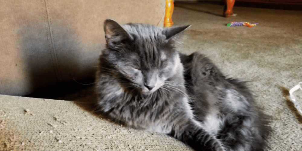 Cat Ramp Mastery: How Do You Train A Cat To Use A Ramp?