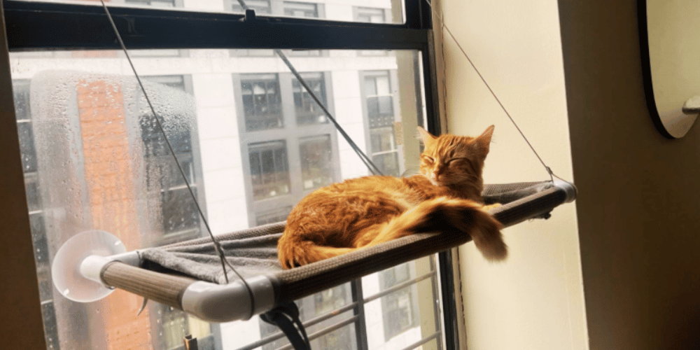 Whisker-Approved: How To Make A Perch For A Cat Window?