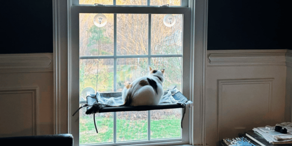 Whisker-Approved: How To Make A Perch For A Cat Window?