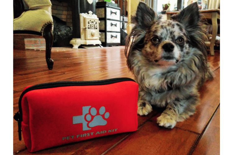 Critter Care: What Are The 4 Rules Of Animal First Aid?