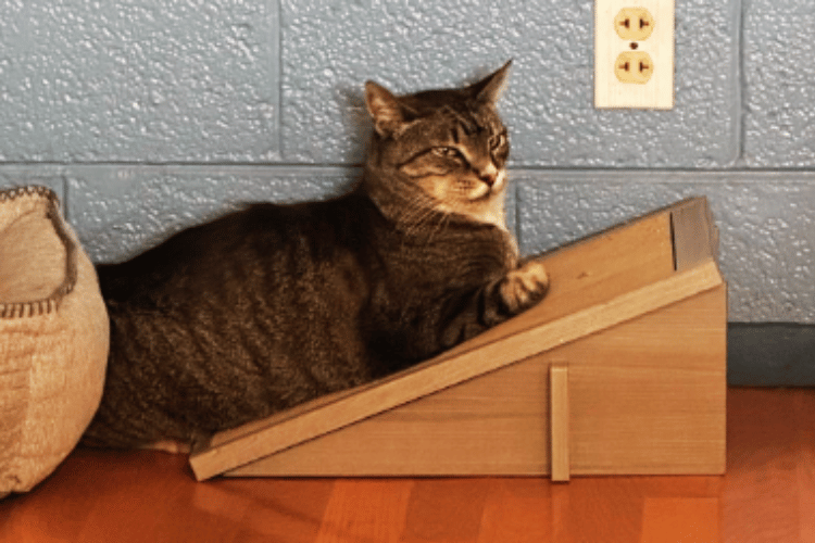 Feline Access All Areas: What Is A Cat Ramp?