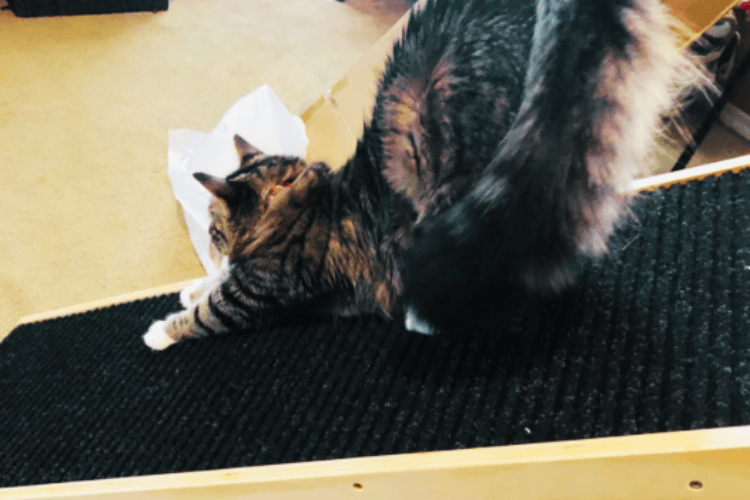 Cat Ramp Science: What Slope Should A Cat Ramp Be?