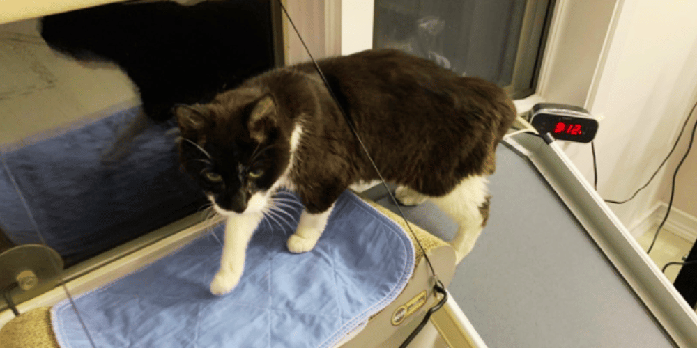 Cat Ramp Science: What Slope Should A Cat Ramp Be?