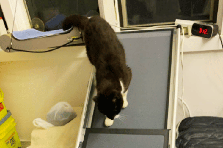 Cat Ramp Science: What Slope Should A Cat Ramp Be?