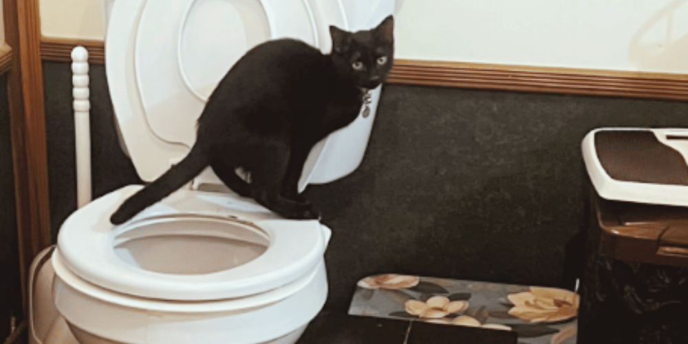 Flush and Furry: Can A Cat Be Trained To Flush The Toilet?